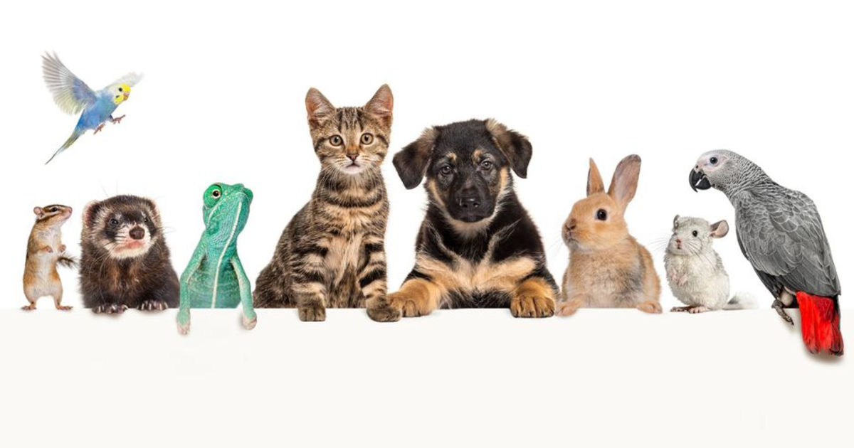 Will the Renters’ Rights Bill truly help Cheadle Pet Owner-Tenants ...